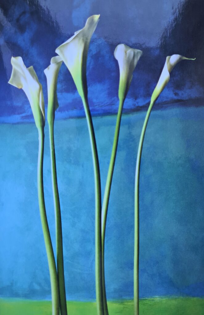 Õnnitluskaart "Valge kalla" - Lillekuller Pärnus